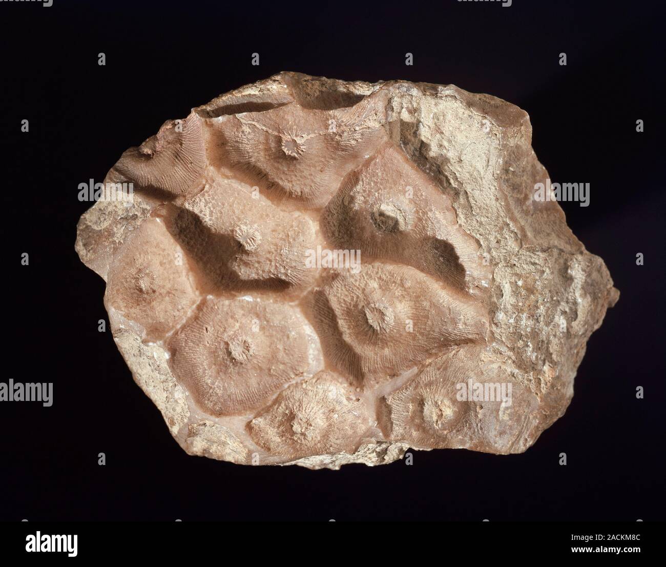Arachnophyllum coral fossil. This colonial animal consists of ...
