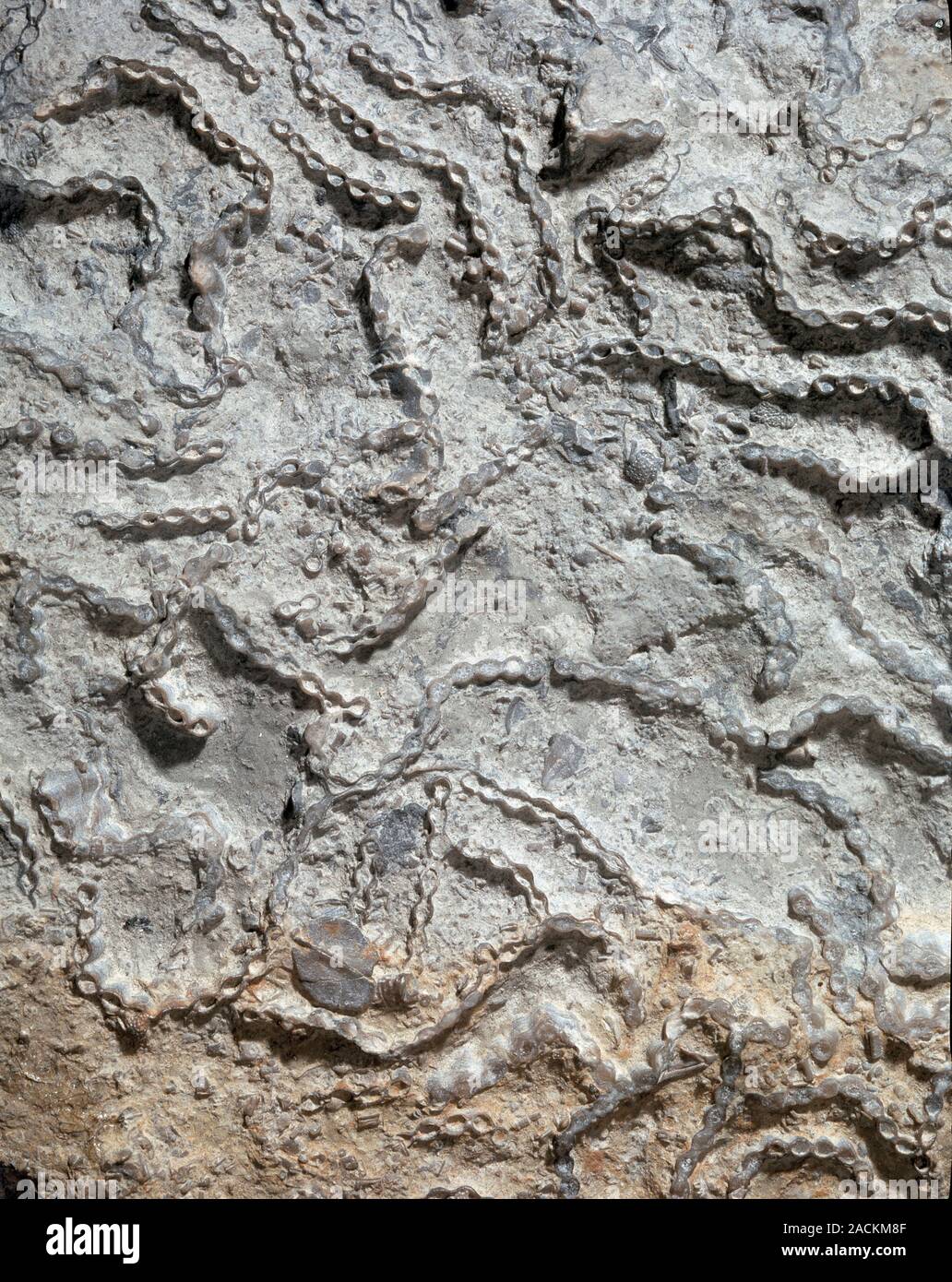 Chain coral fossil (Halysites sp.). This coral dates from the Silurian ...