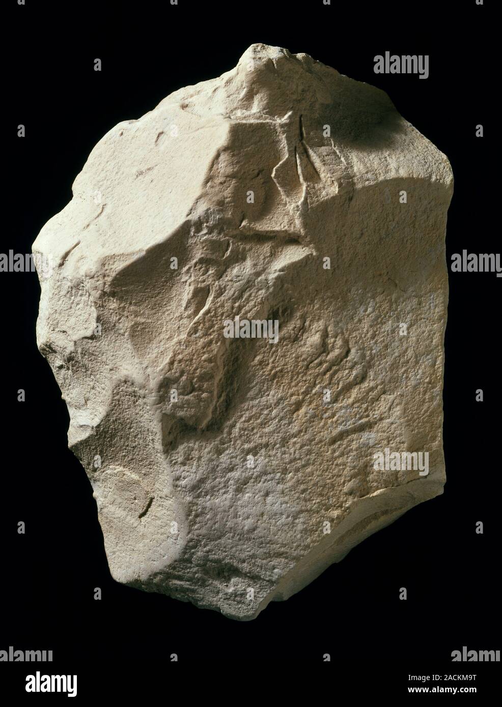 Chalk specimen. Piece of flintless white chalk from the Upper Chalk ...