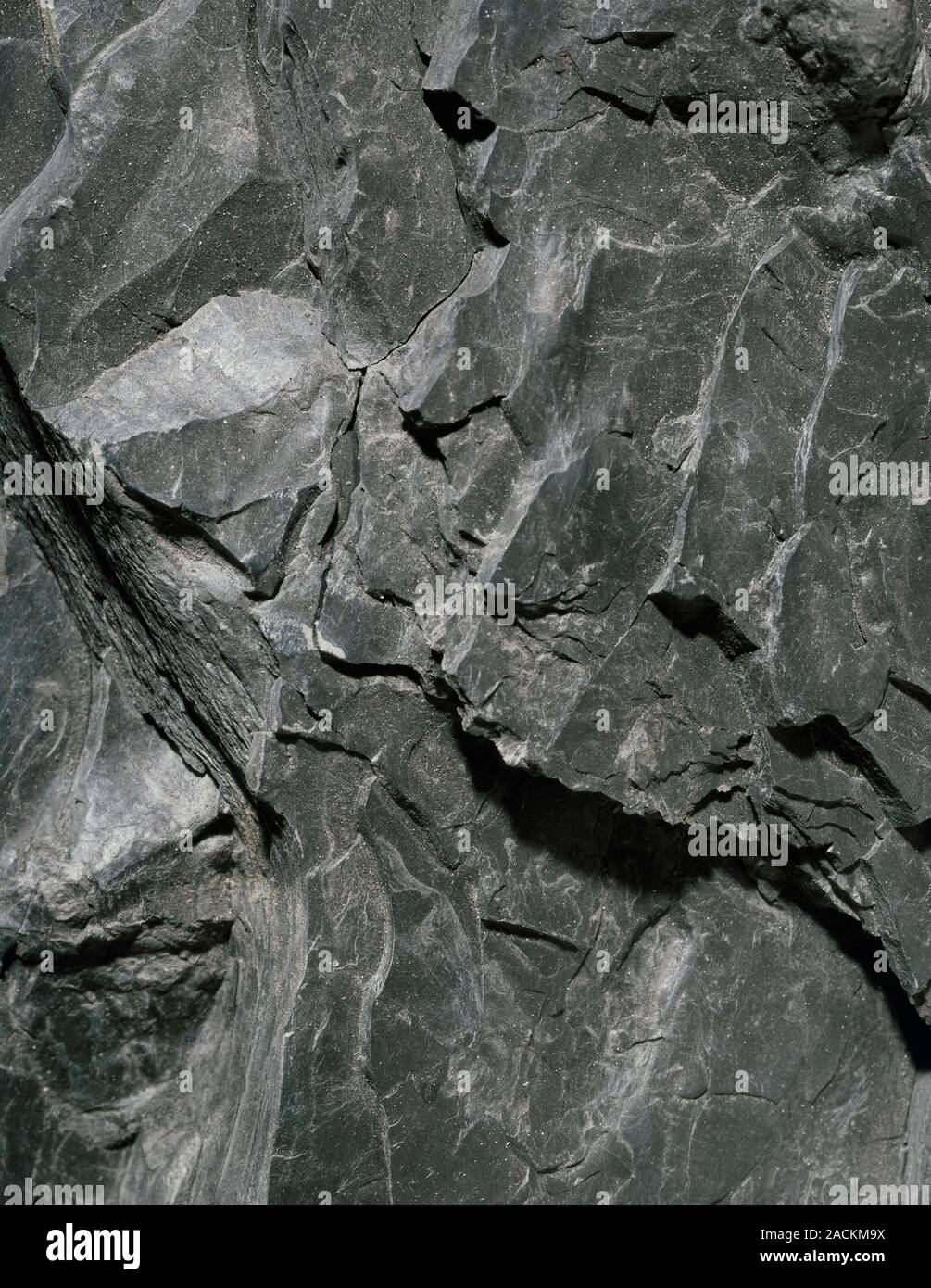 Shale specimen. This sample of shale, which contains small nodules of ...