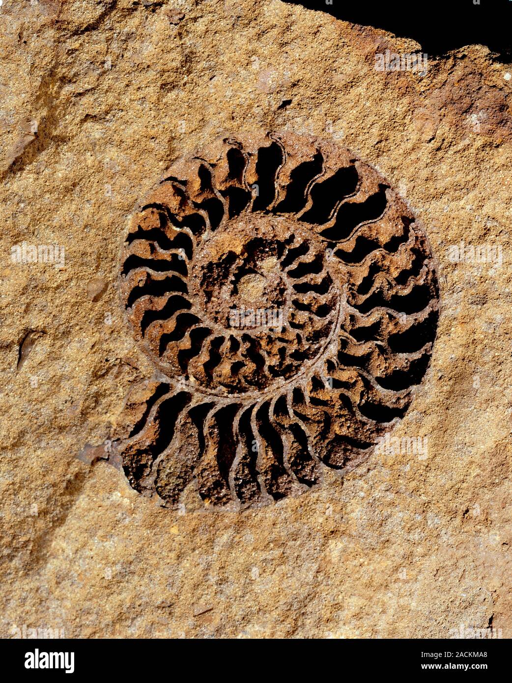 Ammonite Fossil Internal Cast Of An Ammonite Fossil From The Jurassic