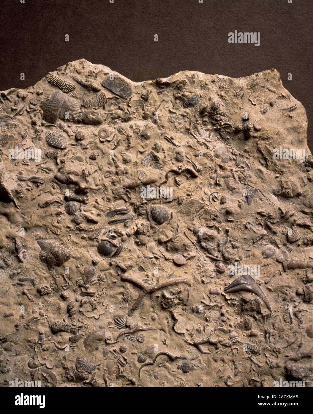 Wenlock fossil-bearing limestone. Fossiliferous limestone from Dudley ...