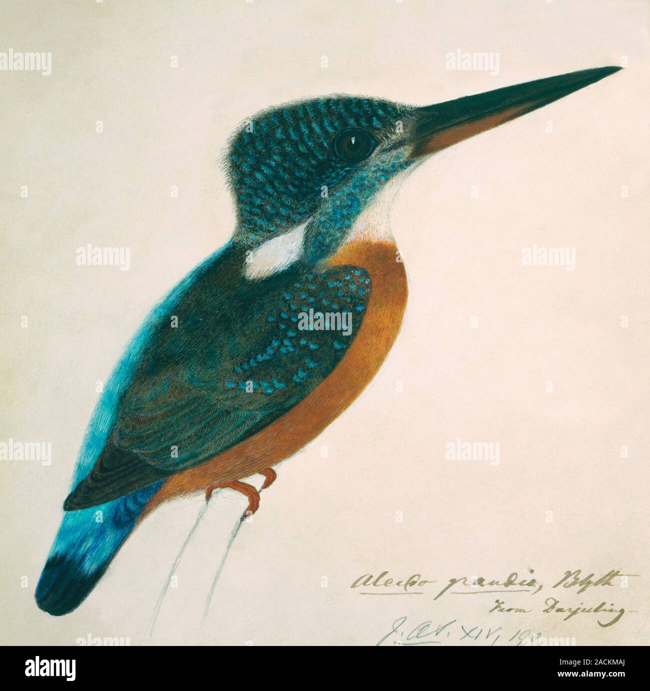 Great blue kingfisher (Alcedo hercules). Side view showing brightly ...