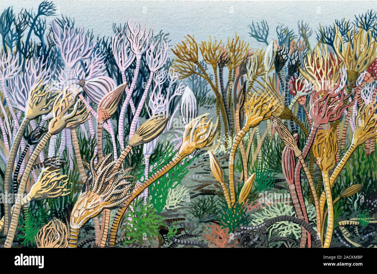 Carboniferous seascape. Artwork of crinoids during the Carboniferous ...