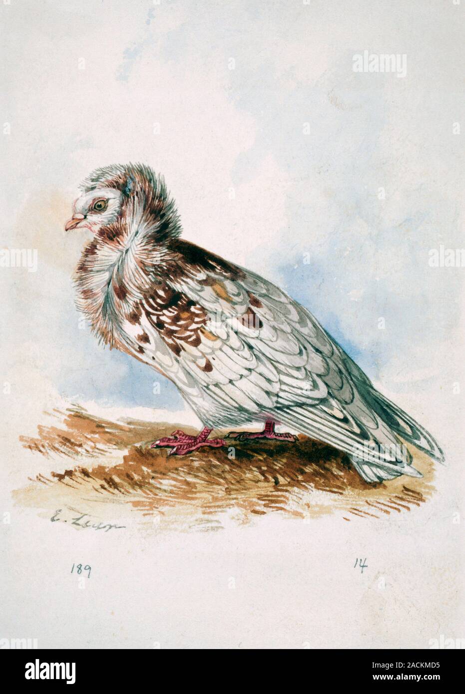 Domestic pigeon (Columba livia), artwork Stock Photo - Alamy