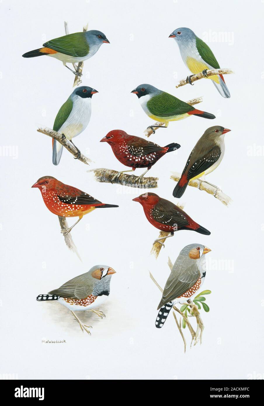 Estrildid finches. Artwork from 'Estrildid Finches of the World', by Derek Goodwin (1982 Stock ...