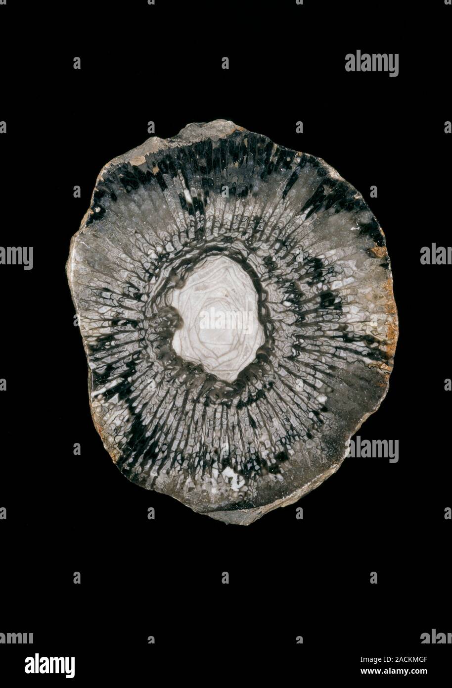 Coral fossil. Section through a fossilised Cyathophyllum sp. coral ...
