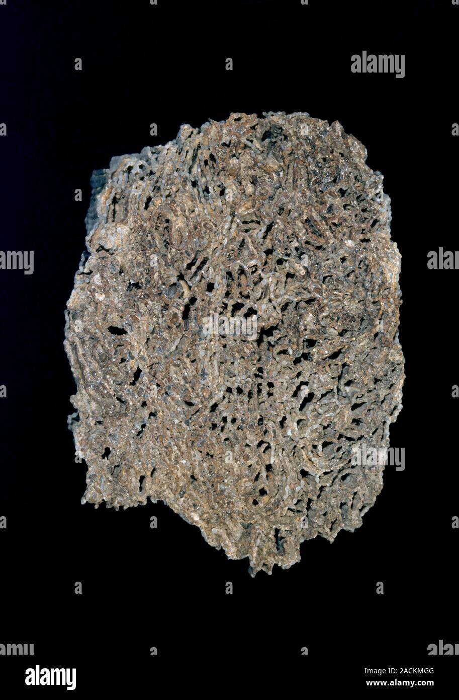 Tabulate coral (Halysites escharoides) fossil. In this fossil, which ...