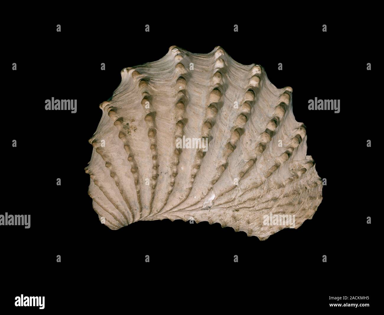 Bivalve mollusc (Scabrotrigonia thoracica) fossil. This horny-ribbed ...