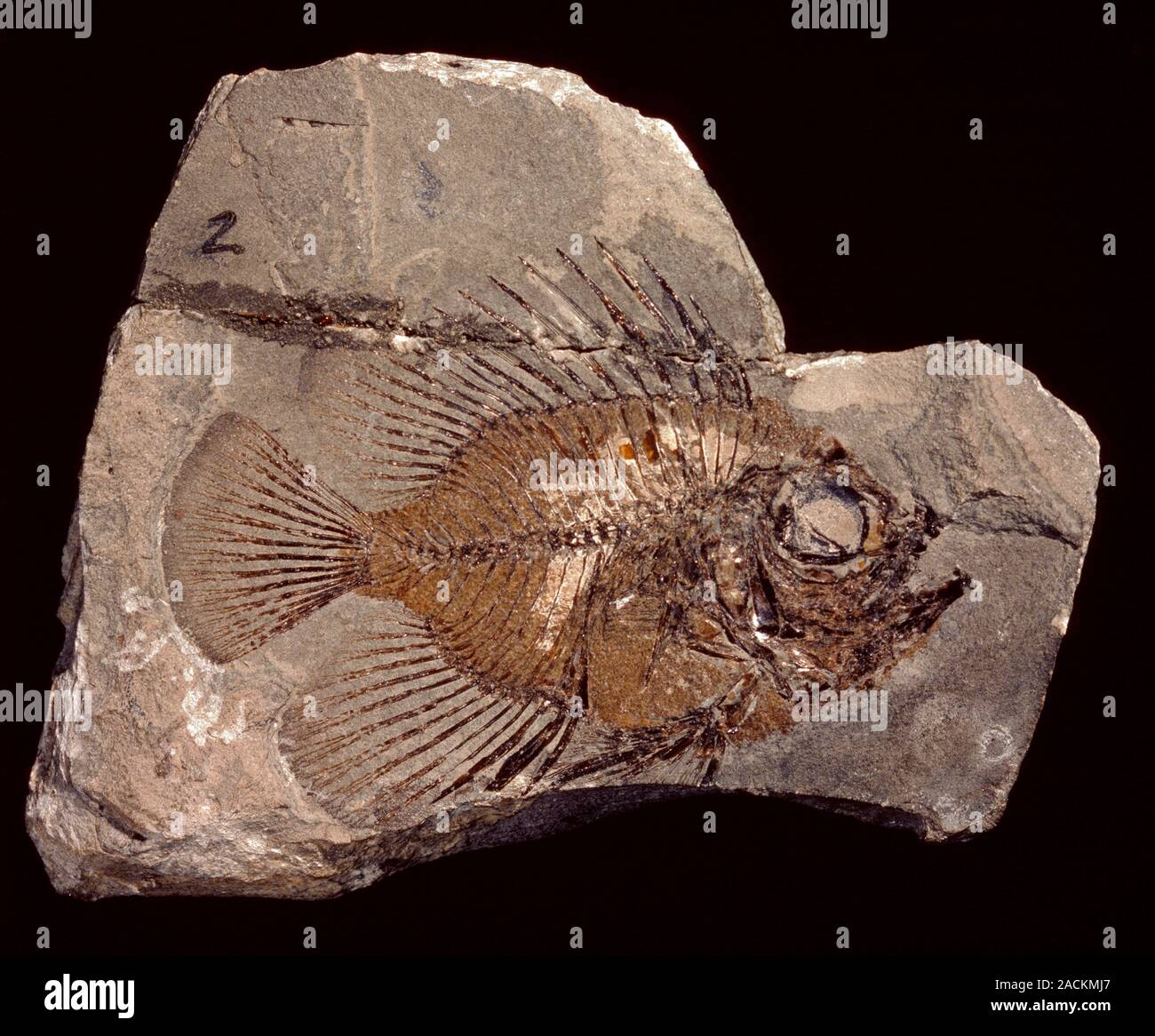 Fossil fish. Fossilised specimen of the bony fish Lates gracilis from ...