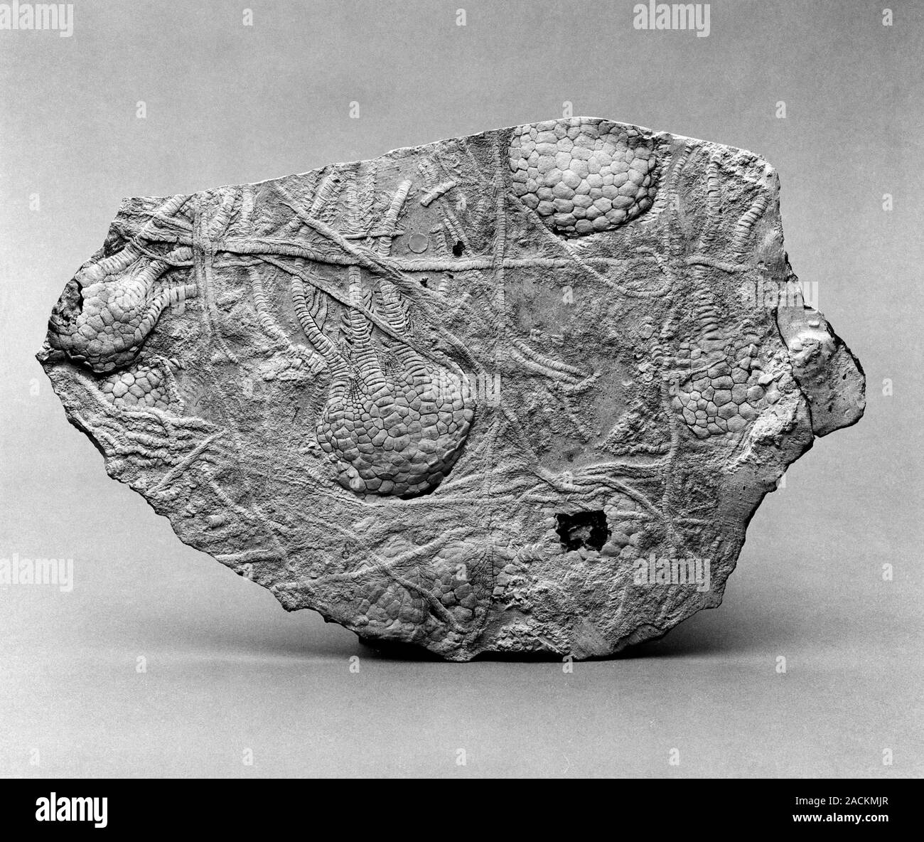 Stemless crinoid fossil (Uintacrinus sp.). This fossil dates to the ...