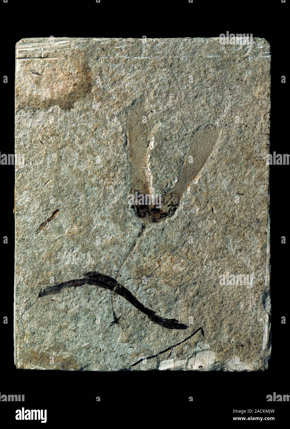 Fossil maple (Acer trilobatum) seeds. This fossil dates to the Miocene ...