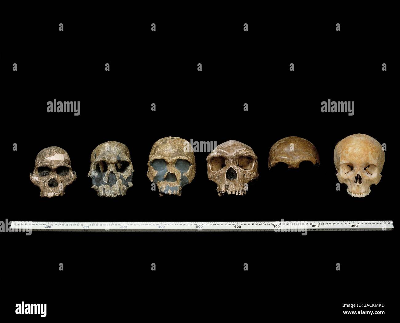 Hominin skull specimens. Sequence of fossil casts of some of the ...
