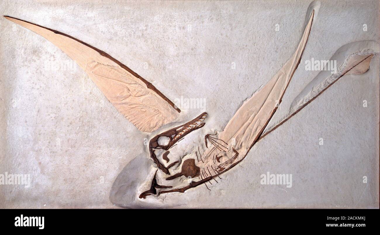 Rhamphorhynchus pterosaur fossil. Reconstruction based on fossils of a ...