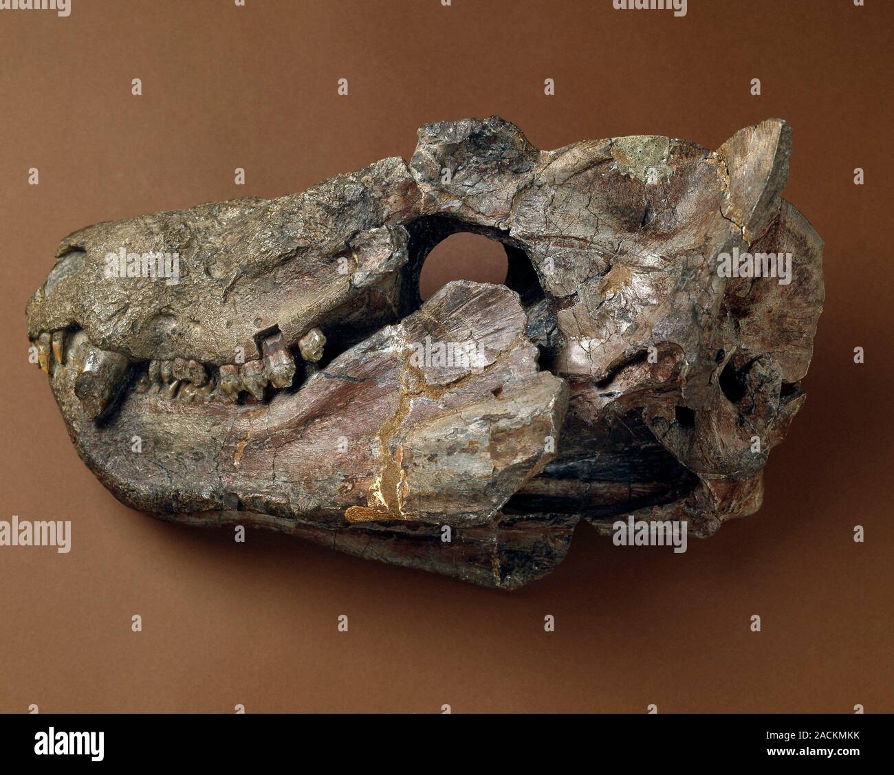 Cynognathus synapsid skull fossil. The extinct synapsid (mammal-like ...