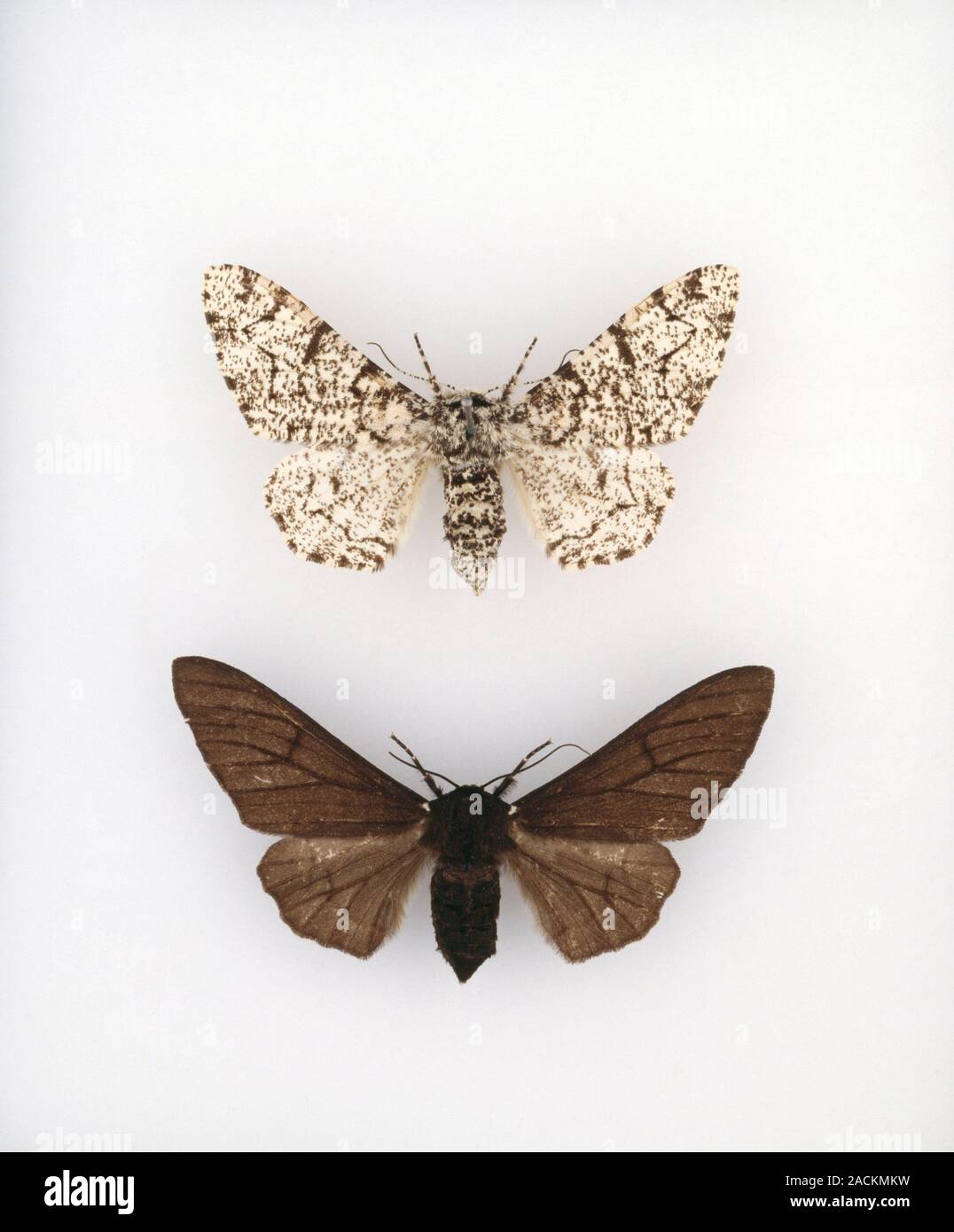 Two peppered moths (Biston betularia). Two forms of this moth occur, a ...