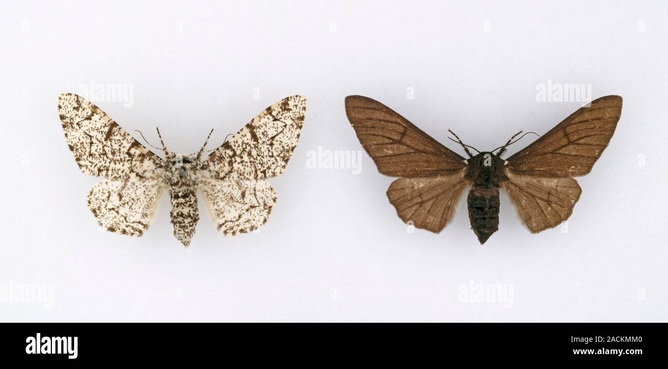 Two peppered moths (Biston betularia). Two forms of this moth occur, a ...