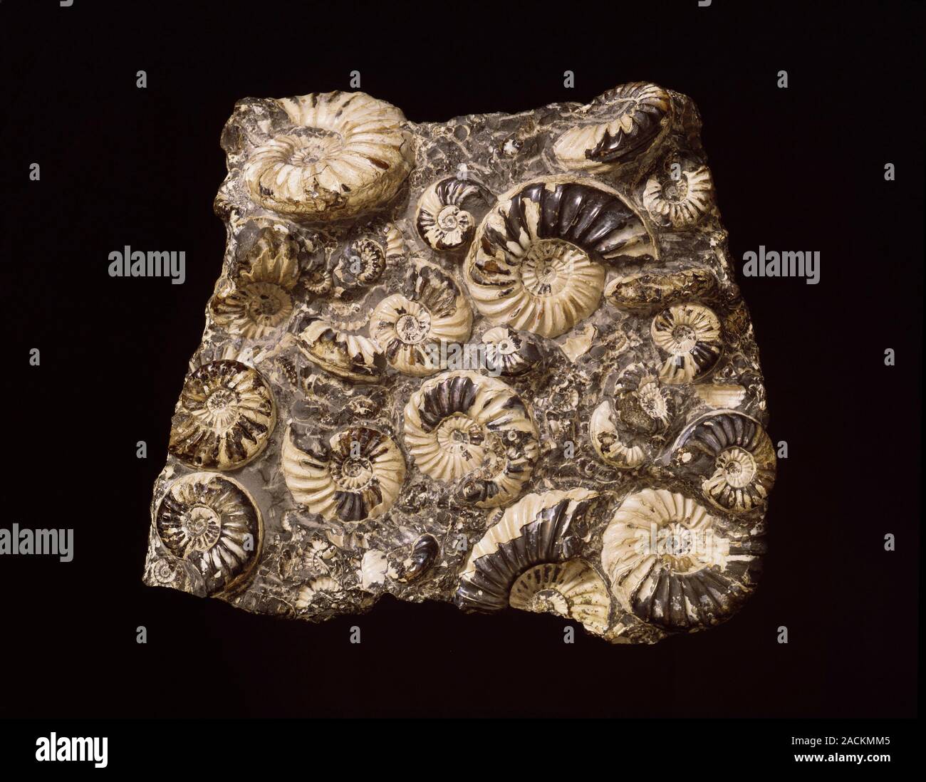 Ammonite fossils. Section of rock containing Asteroceras (large shell ...