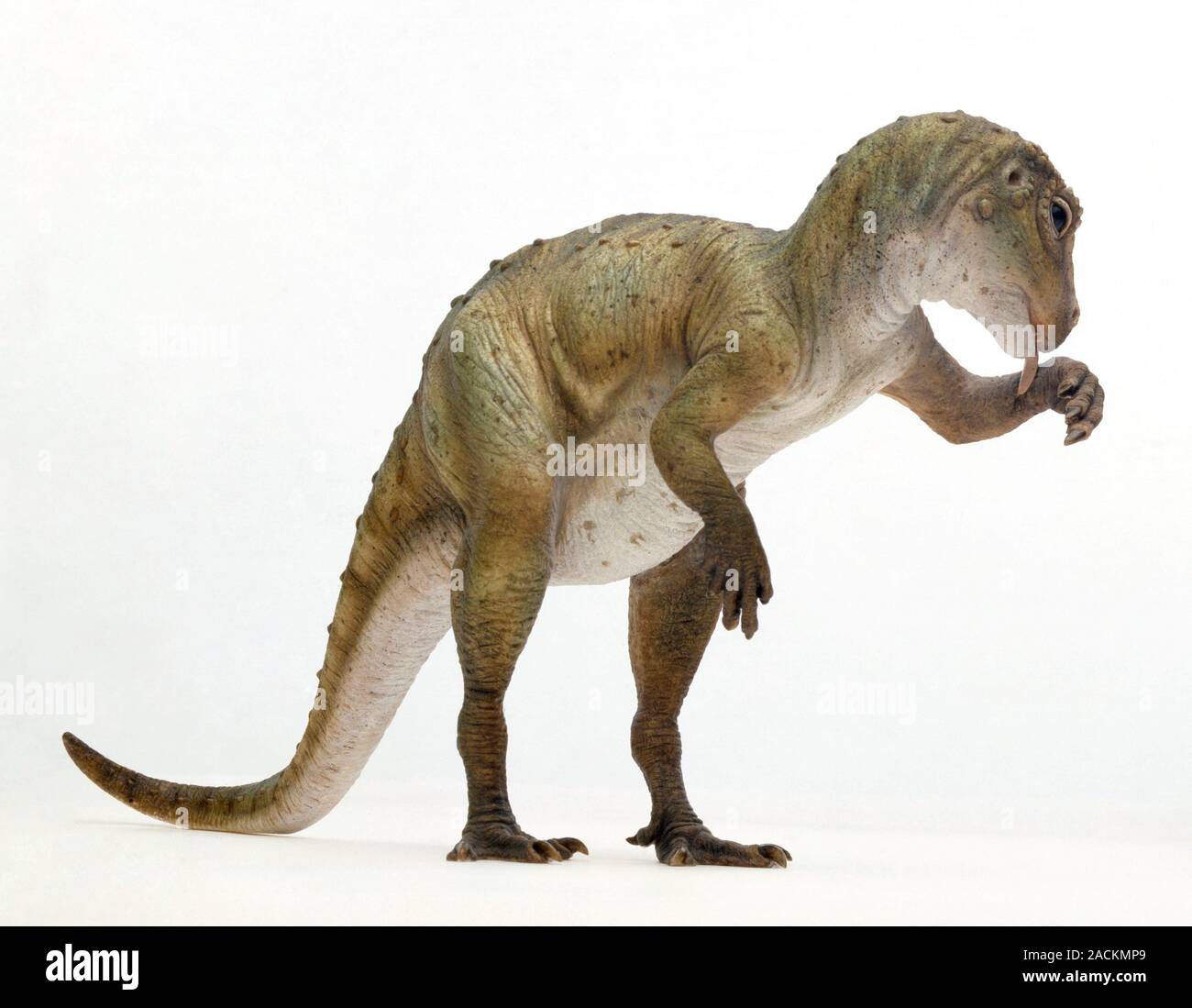 Heterodontosaurus dinosaur, model. This dinosaur's name means different ...