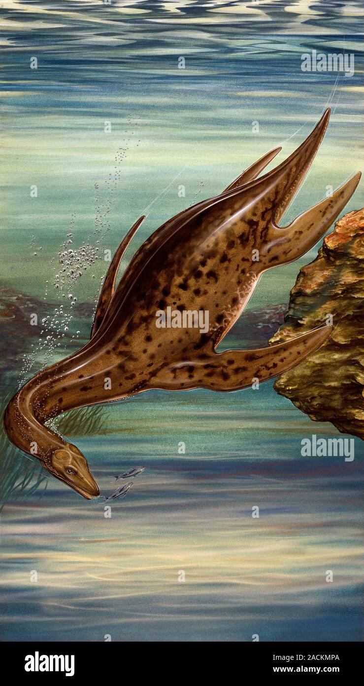Plesiosaurus marine reptile, artwork. Plesiosaurs were marine reptiles ...