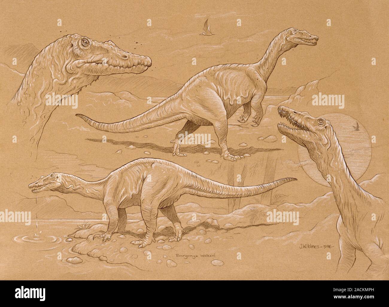 Baryonyx dinosaur, artwork. This fish-eating carnivore lived around 130 ...