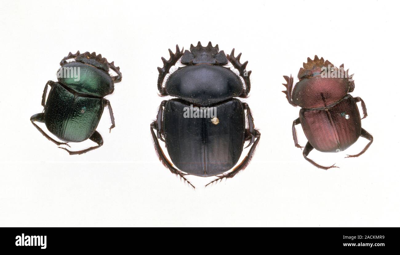 Scarab beetles. At centre is a sacred scarab (Scarabaeus sacer Stock ...
