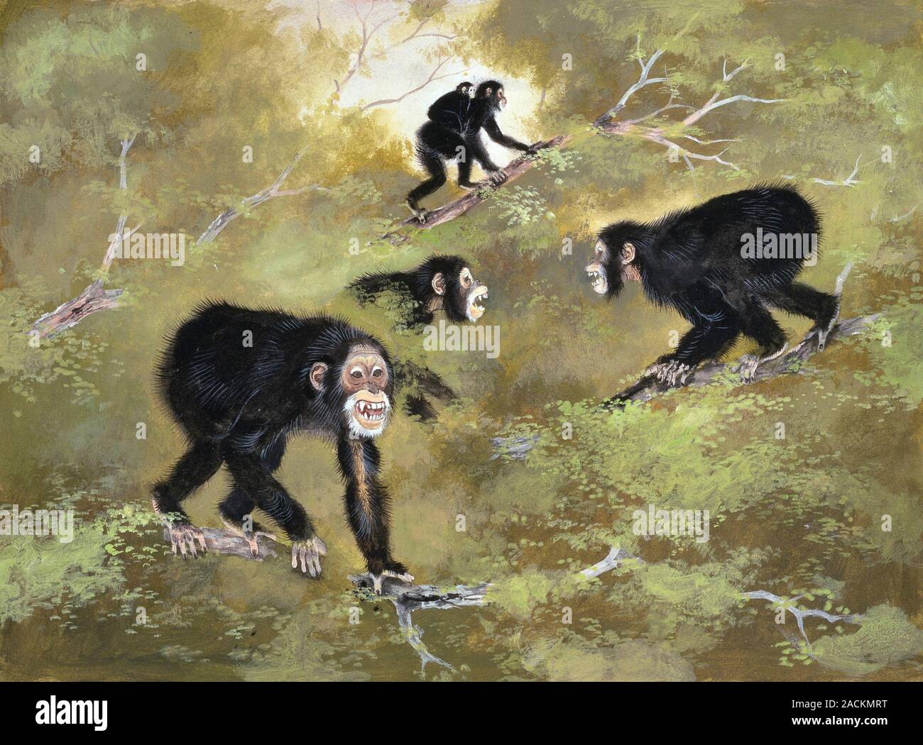 Prehistoric primate (Sivapithecus indicus), artwork. This is an extinct ...