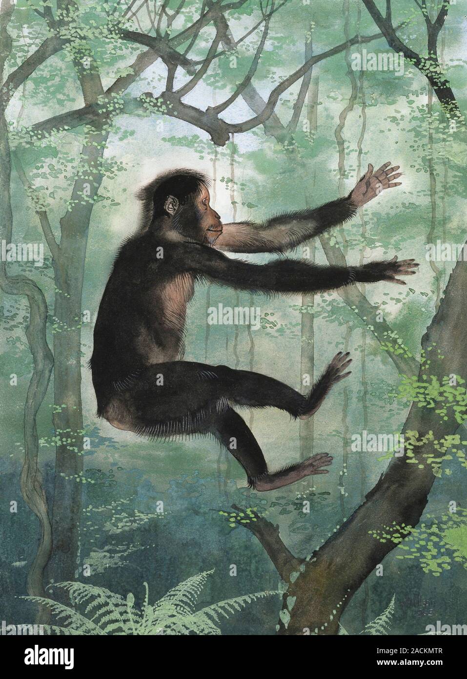 Proconsul africanus primate, artwork. This ape-like mammal lived ...