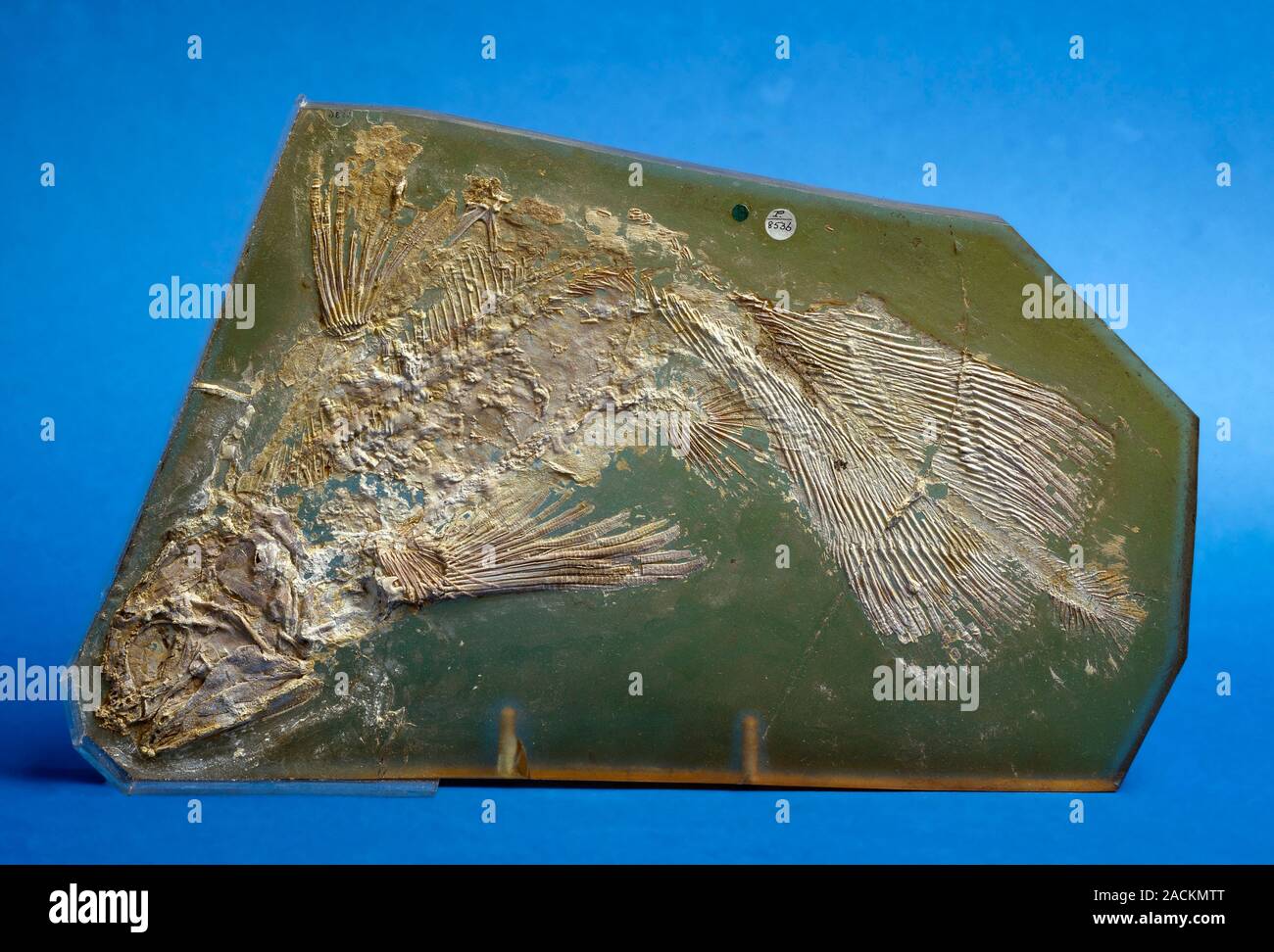 Coccoderma coelacanth fish fossil. This specimen of the coelacanth ...