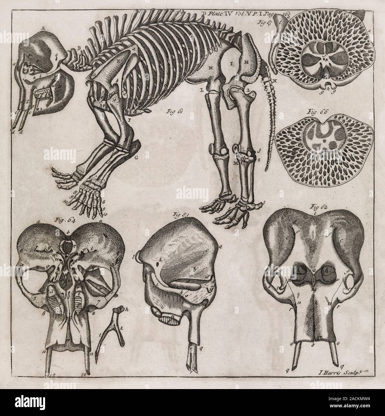 Elephant anatomy. 18th-century journal page illustrating varied aspects ...