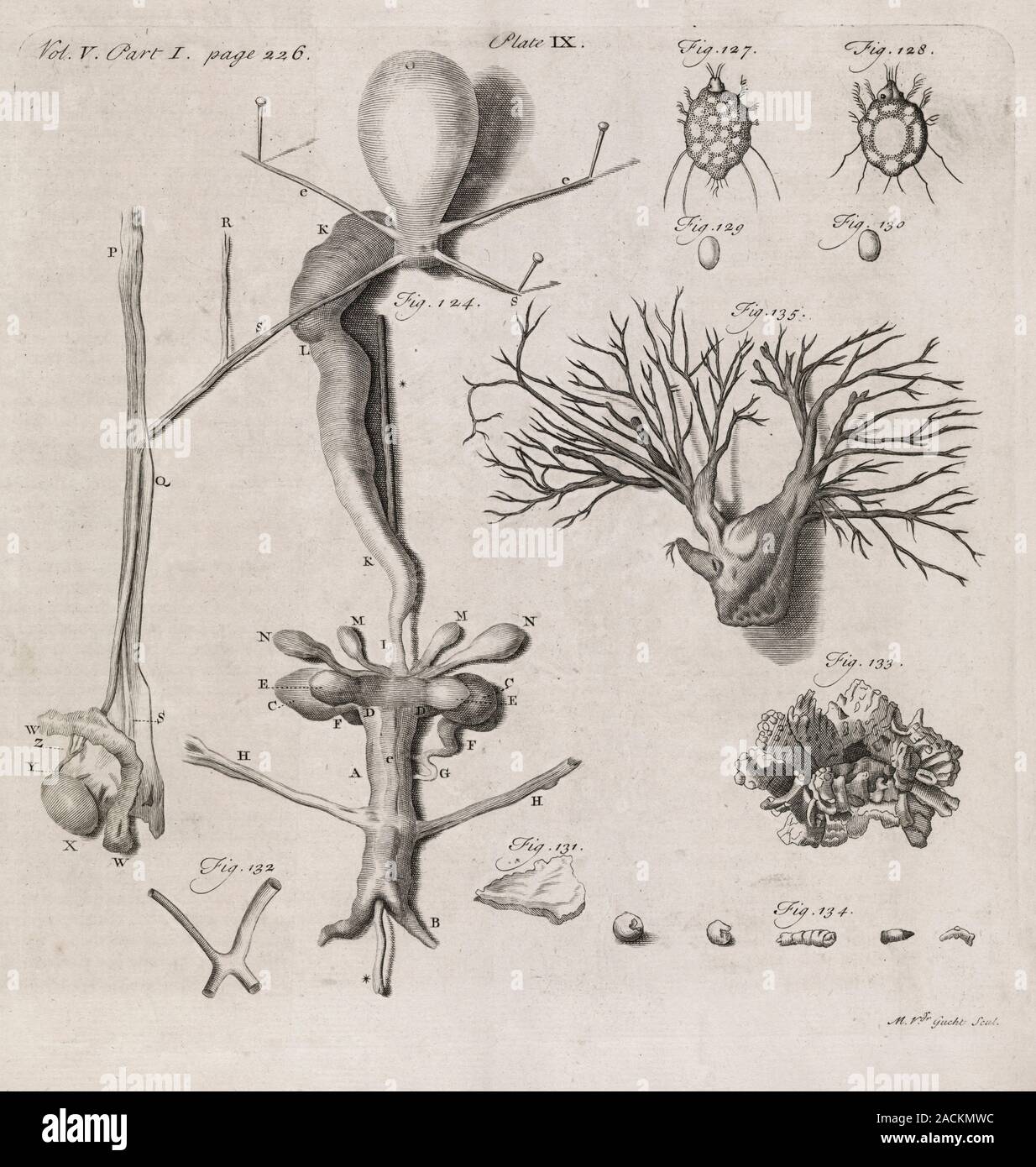 Biological illustrations. 18th-century journal page with various ...