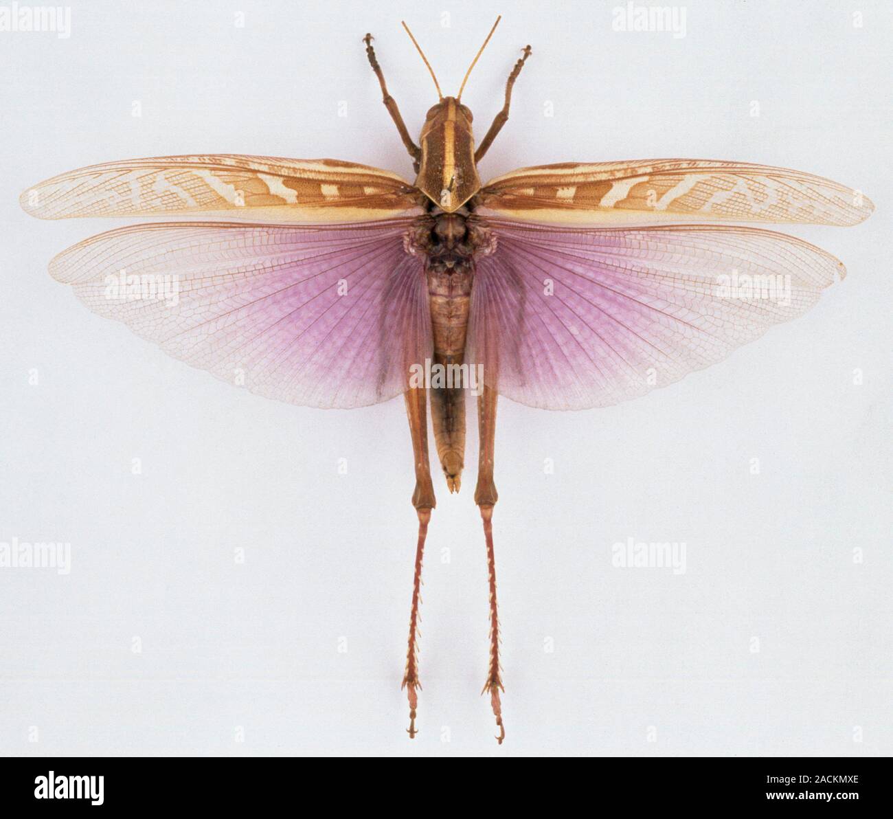 Locust (Ornithacris pictula magnifica) with its elytra open and wings ...