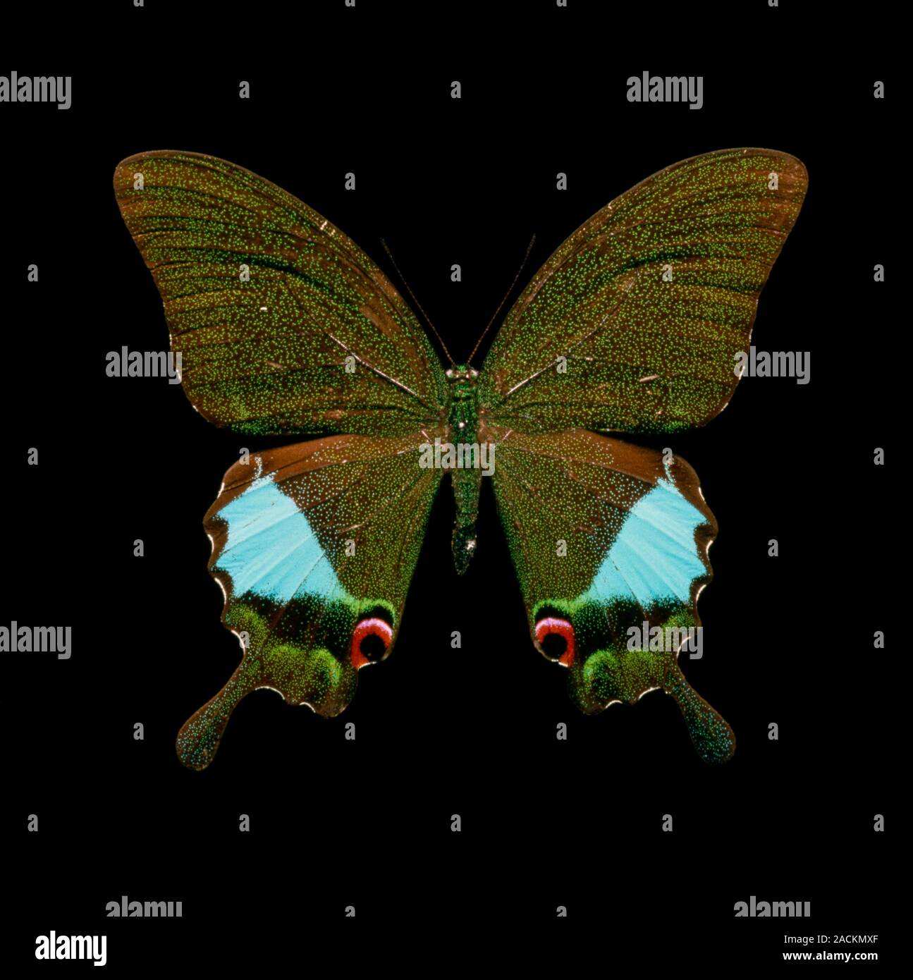 Swallowtail butterfly (Papilio kama) under ultraviolet (UV) light. The ...