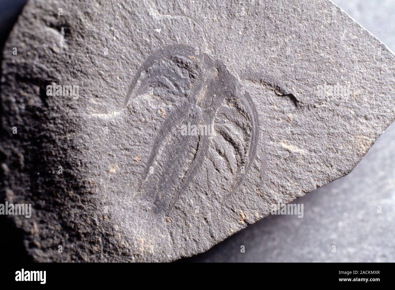 Marrella arthropod fossil. Burgess Shale specimen of Marrella splendens ...