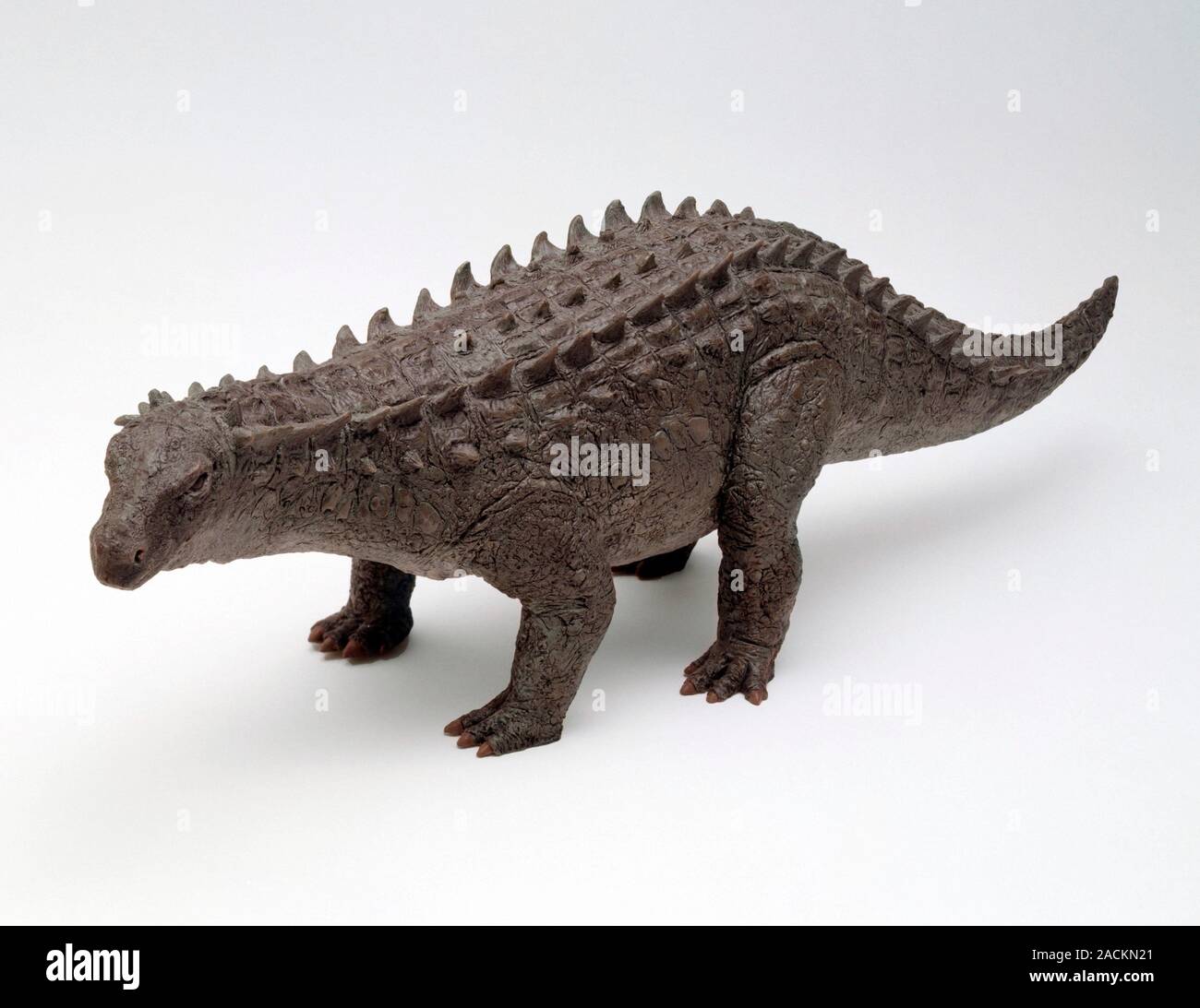 Scelidosaurus dinosaur model. This four metre long, armoured skinned ...