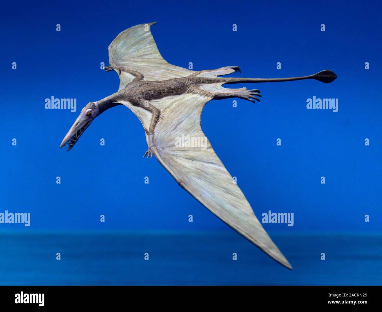 Rhamphorhynchus model. This is a Pterosaur, an extinct giant flying ...