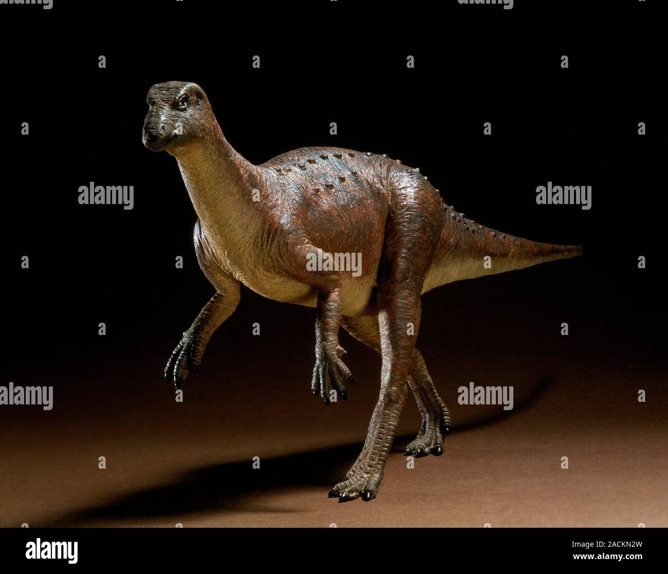 Hypsilophodon dinosaur model. This dinosaur lived during the Lower ...