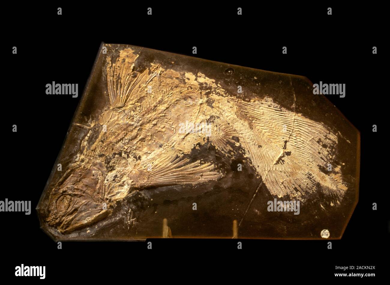 Latimeria coelacanth fish fossil. This specimen is the coelacanth ...