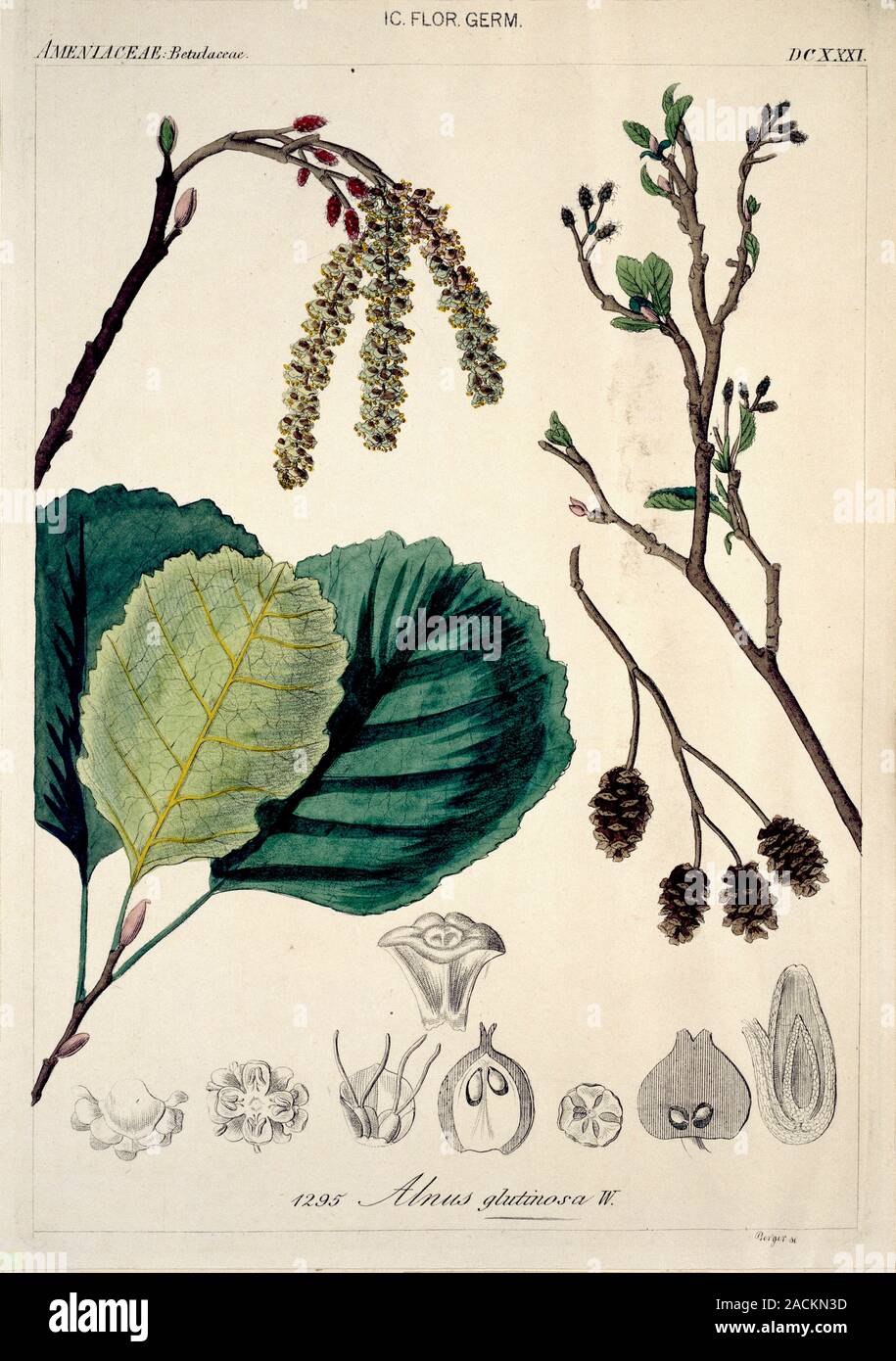 Alder tree (Alnus glutinosa) fruit and foliage. Illustration from the ...