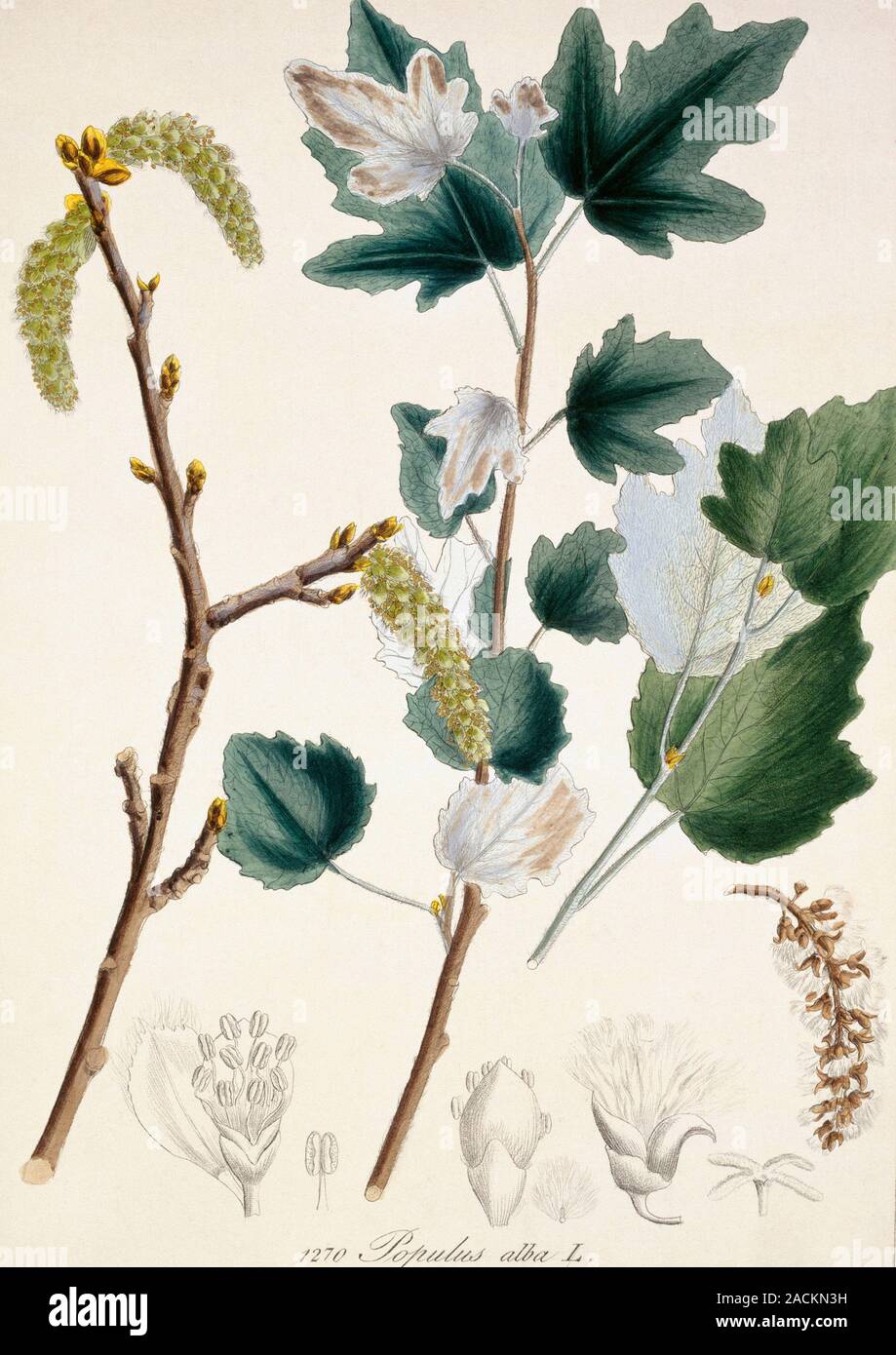 White poplar tree (Populus alba) foliage, catkins and fruit ...