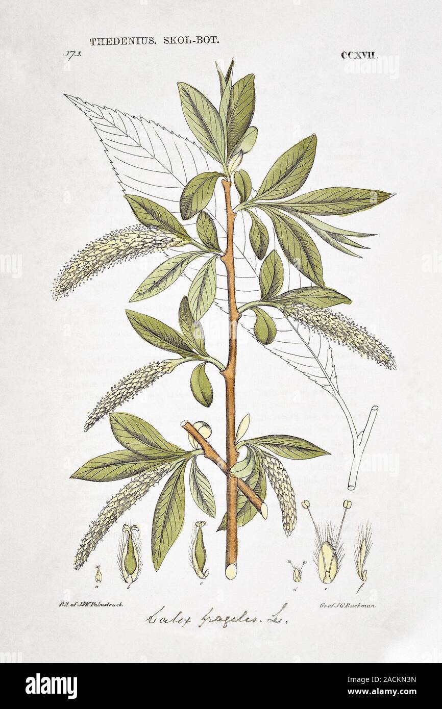 Crack willow tree (Salix fragilis) foliage and catkins. Illustration ...