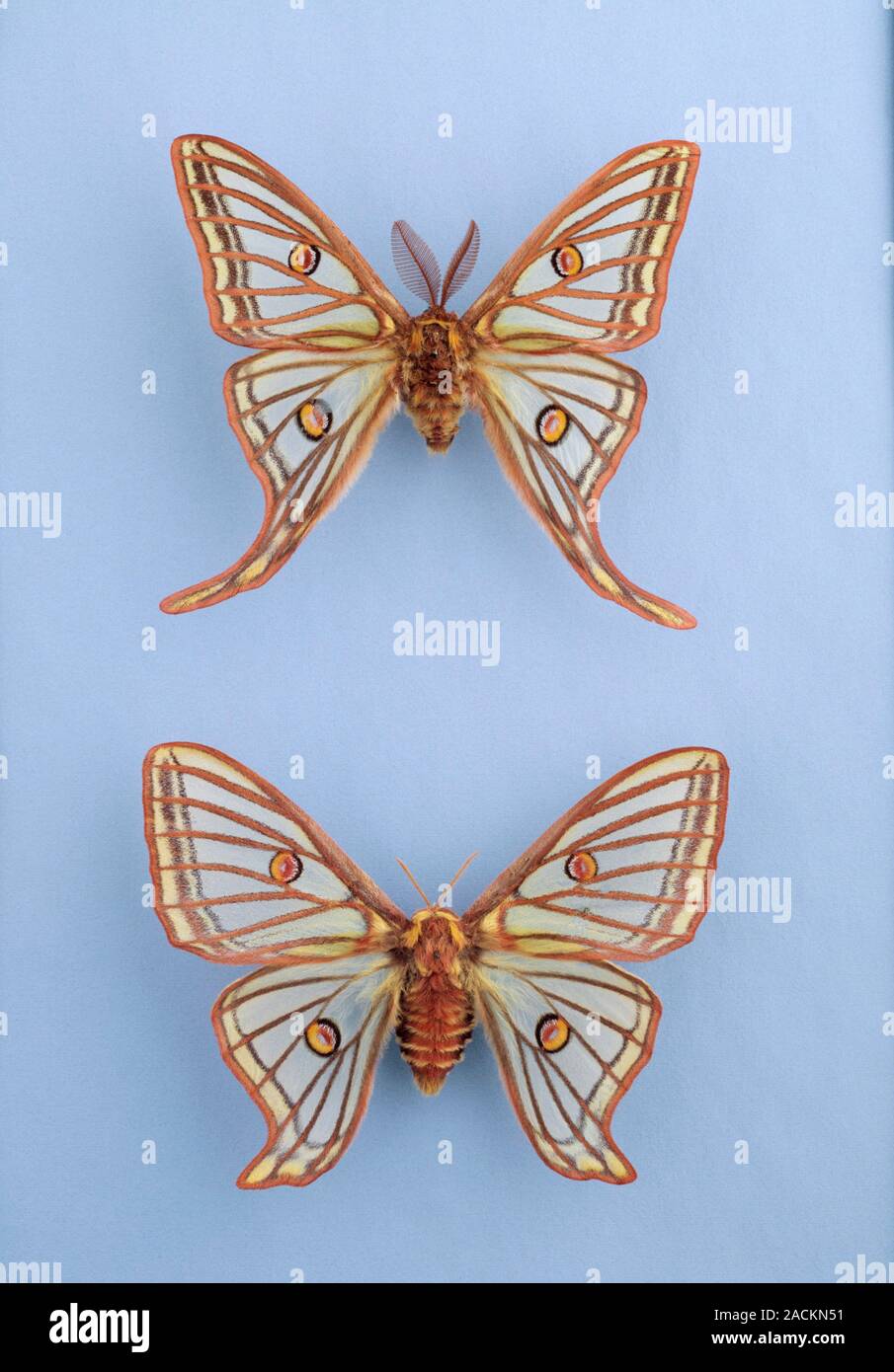 Mounted specimens of the Spanish moon moth (Graellsia isabellae). Moths ...