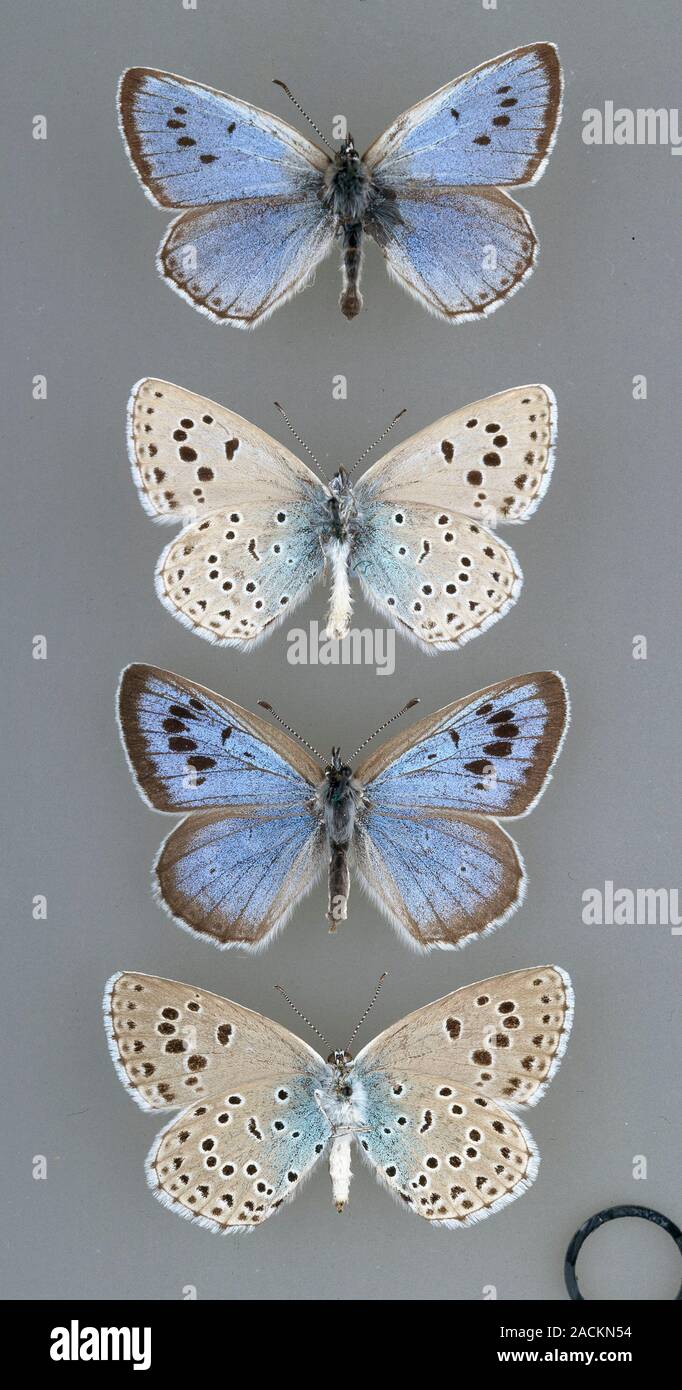 Mounted specimens of the Large blue butterfly (Maculinea arion Stock ...