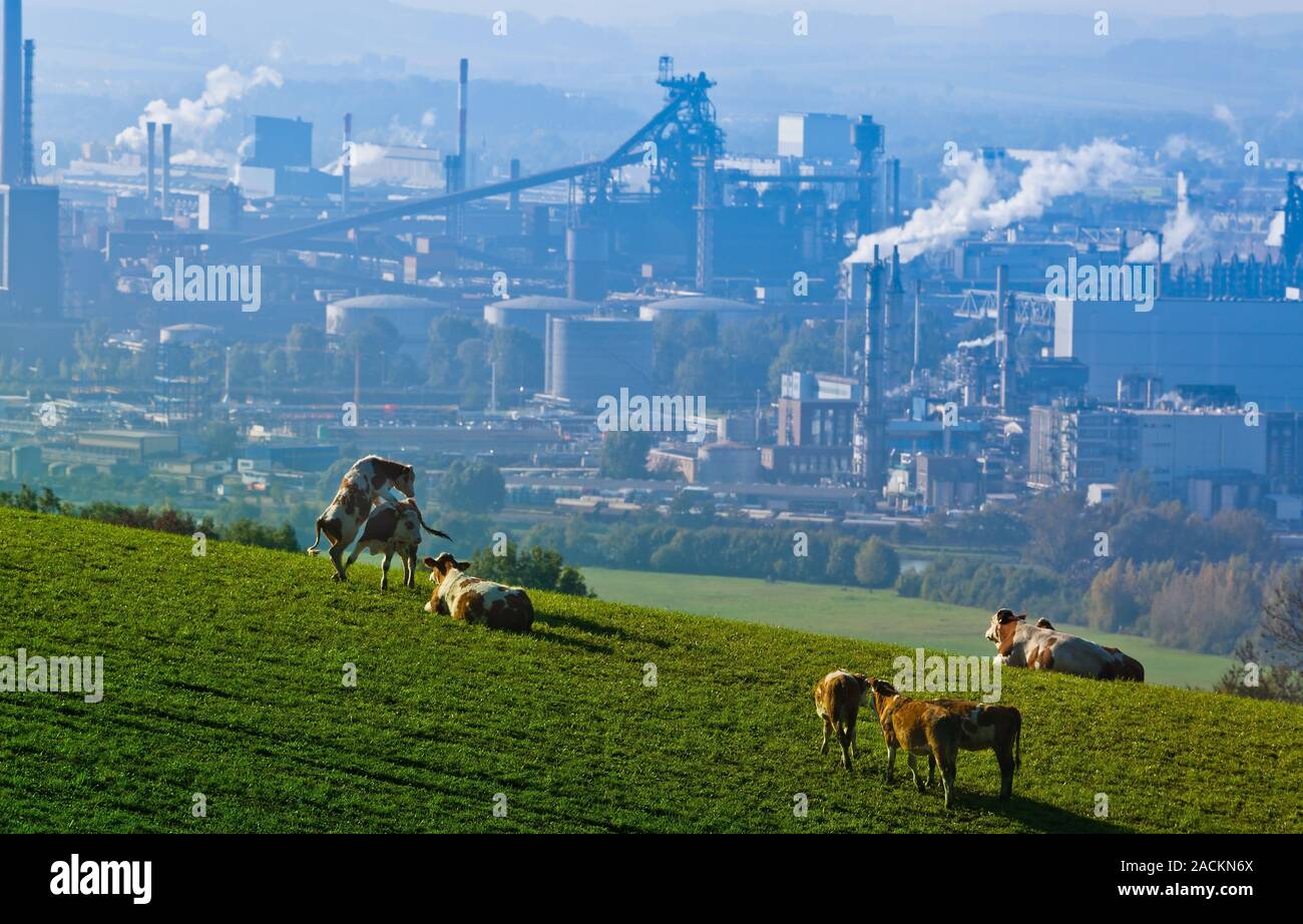 Cows in front of industrial area Stock Photo - Alamy