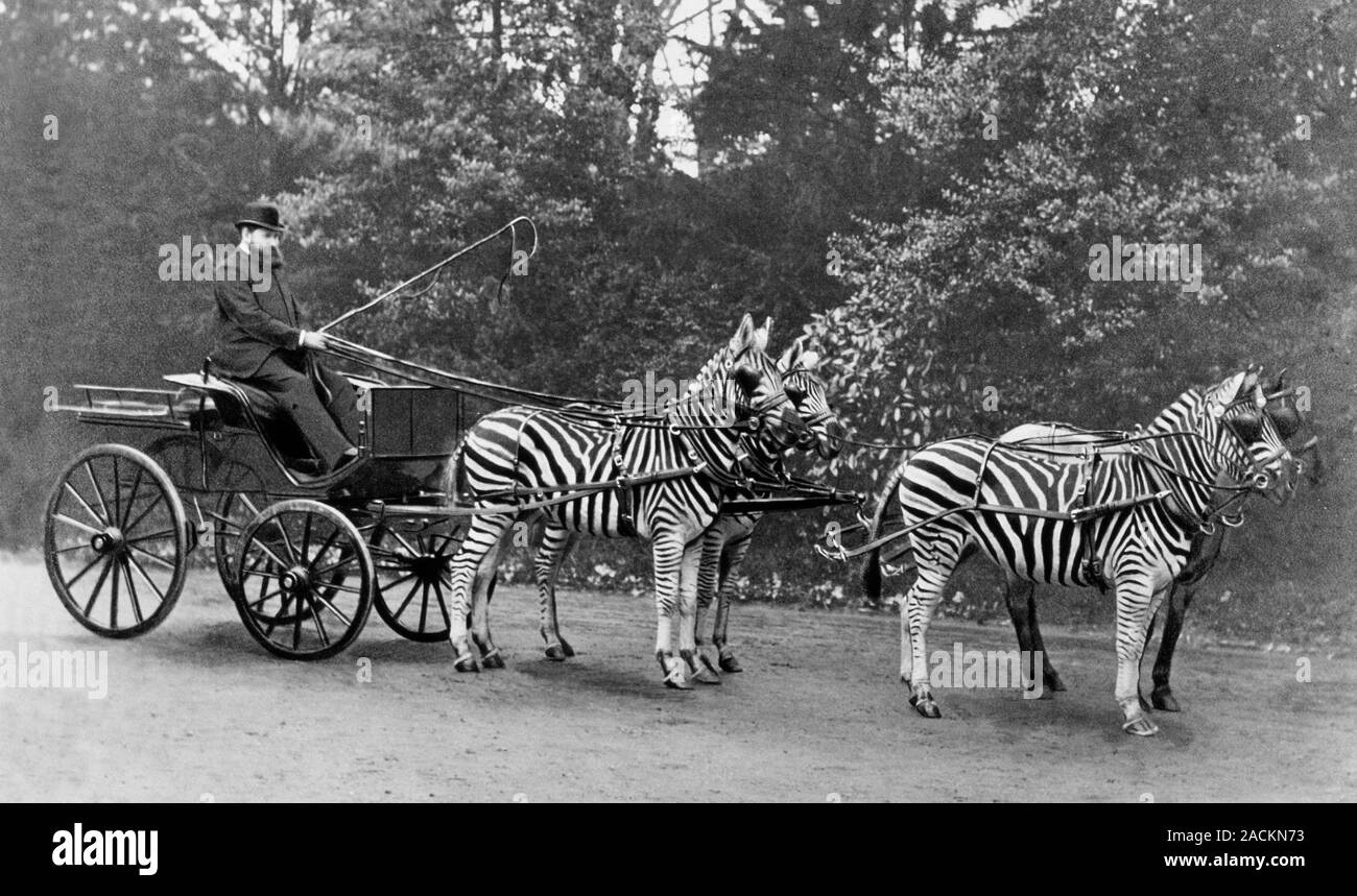 Lord Lionel Walter Rothschild (1868-1937), British zoologist, driving a ...