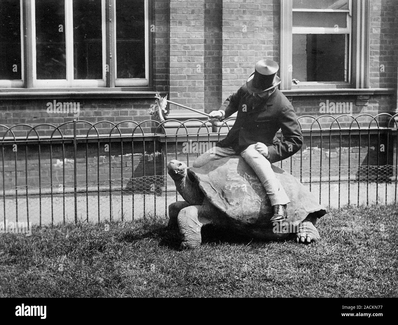 Lord Lionel Walter Rothschild (1868-1937), British zoologist, riding on ...