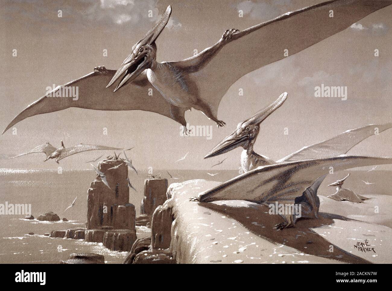 Pteranodon pterosaurs, artwork. Pteranodon was a flying reptile that ...
