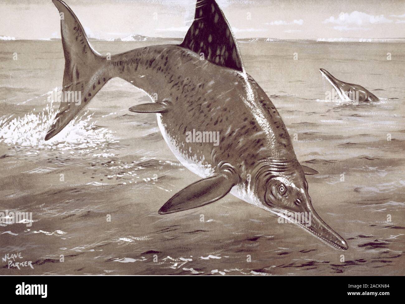 Ichthyosaurus, artwork. Ichthyosaurs were a type of prehistoric marine ...