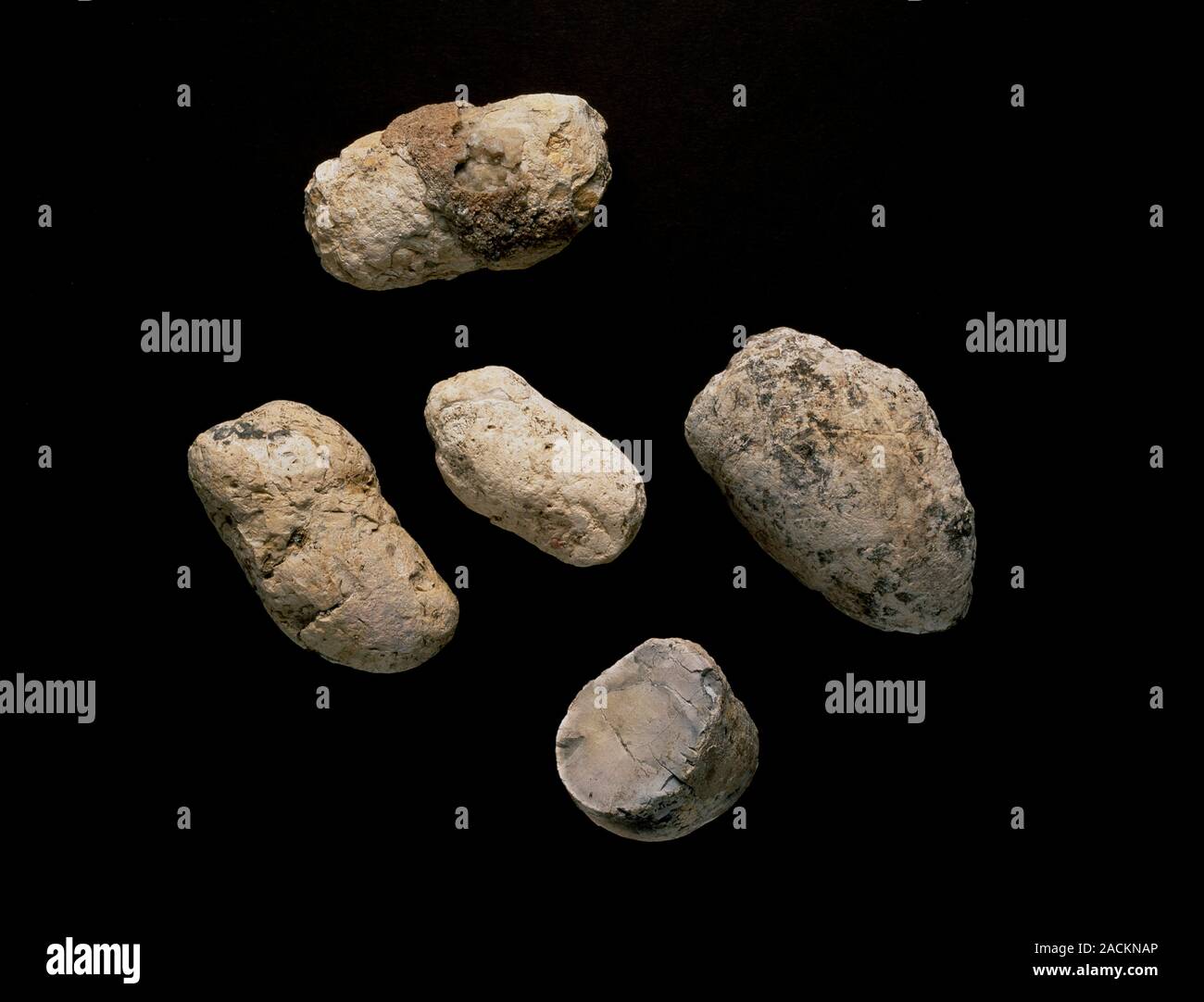 Dinosaur coprolite fossils. Fossilised faecal droppings (coprolites ...