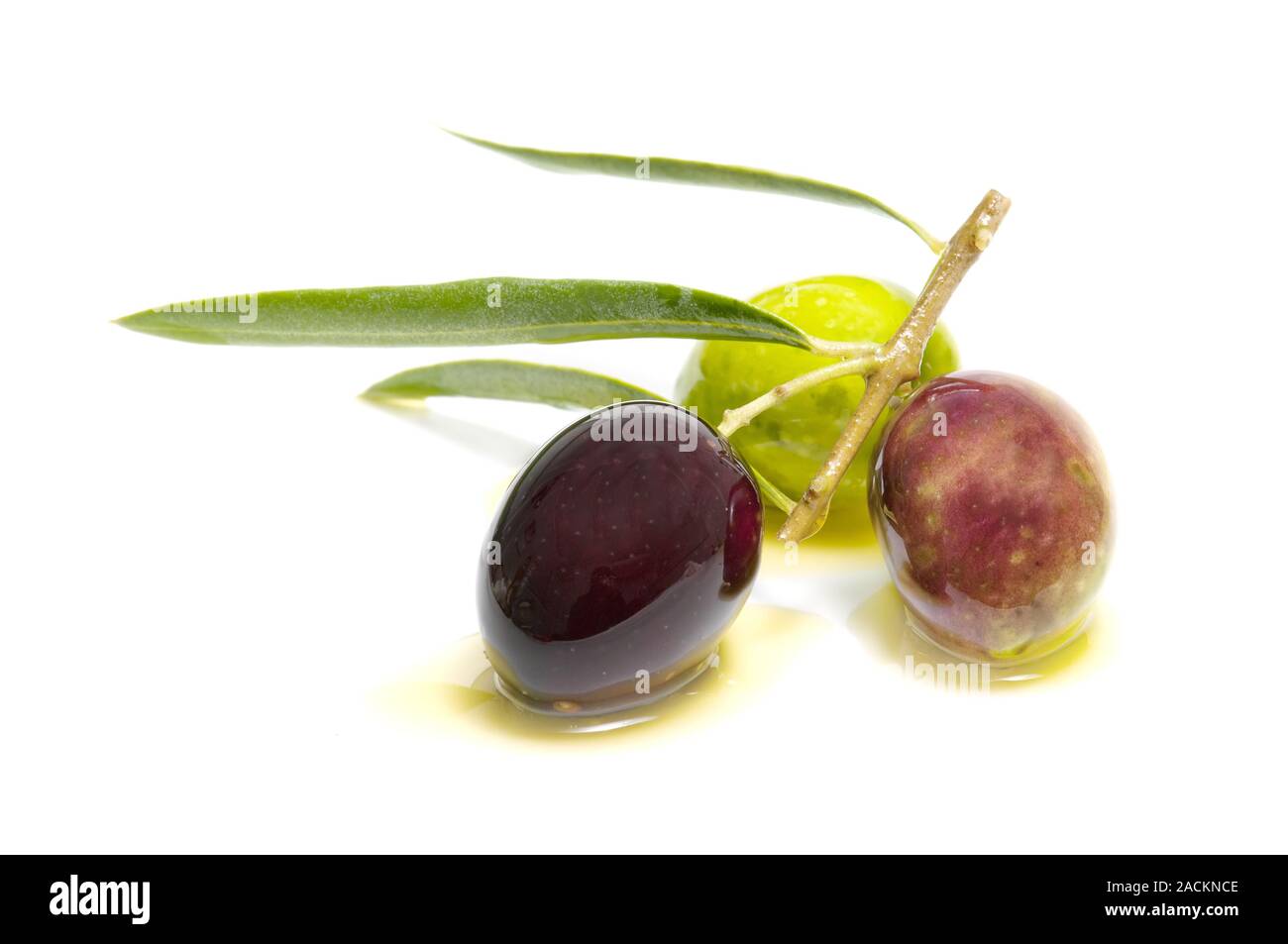Branch olives leaves Cut Out Stock Images & Pictures - Alamy